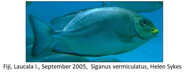 Traditional Nuqa harvest at Waitabu signifies a peaceful and harmonised ...